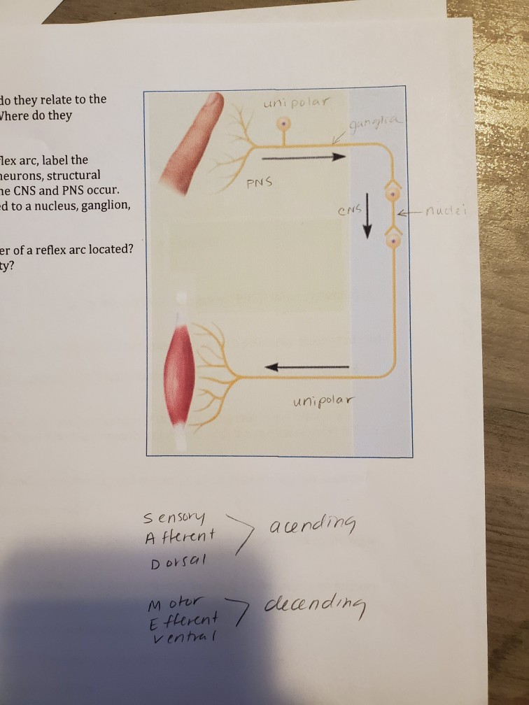 Solved 17. In this diagram of a simple reflex arc, label the | Chegg.com