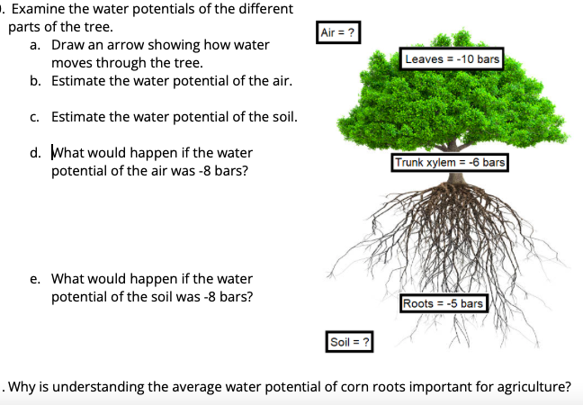 Solved Air = ? . Examine the water potentials of the | Chegg.com