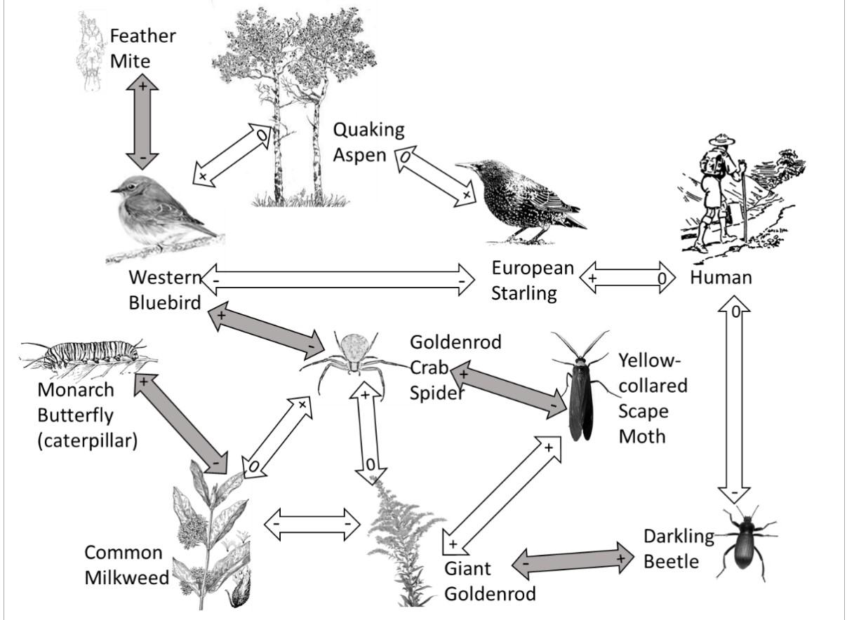 Solved Use this interaction web to answer the question. In | Chegg.com