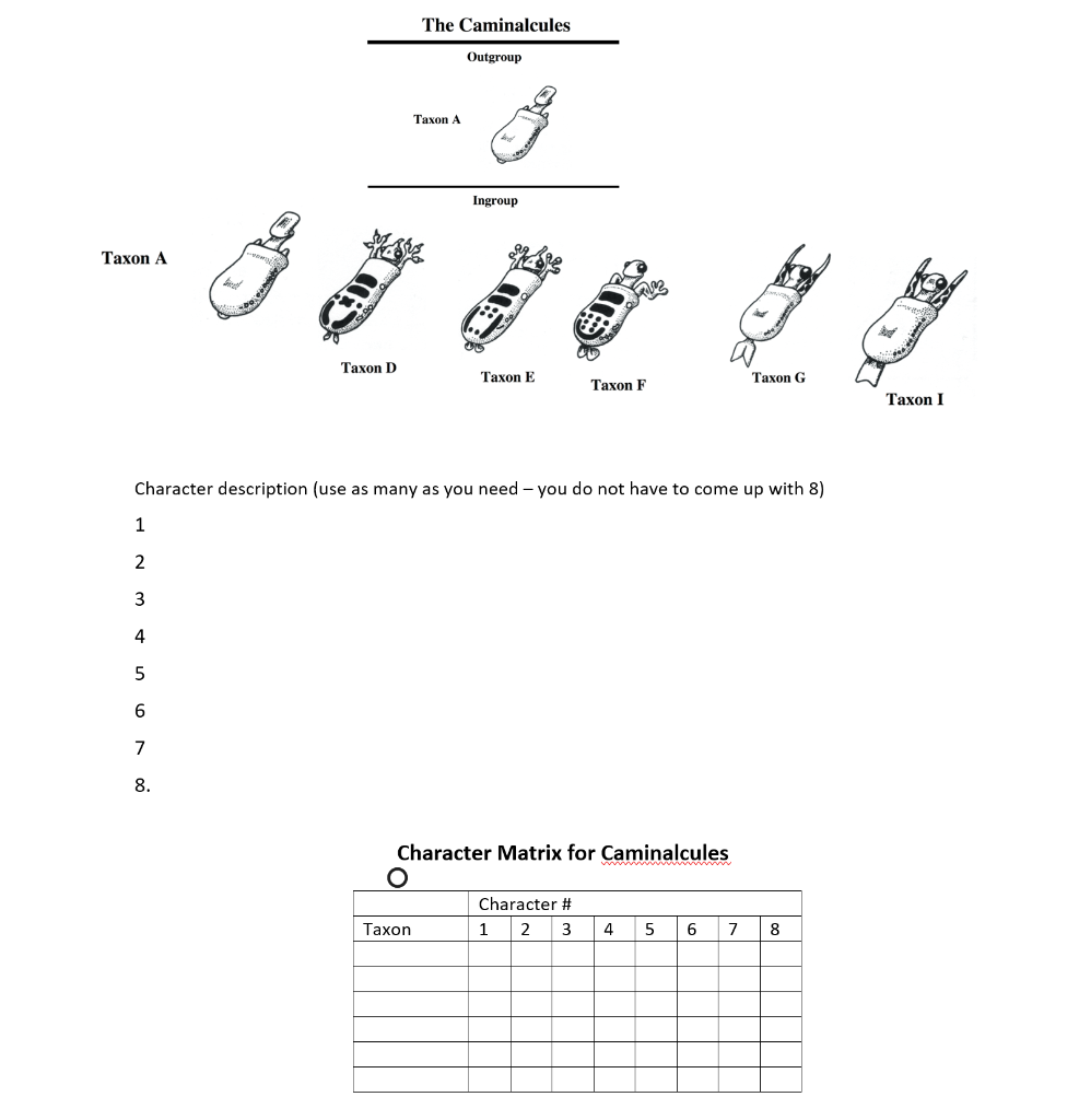 Solved The Caminalcules Outgroup Taxon A Ingroup Taxon A | Chegg.com