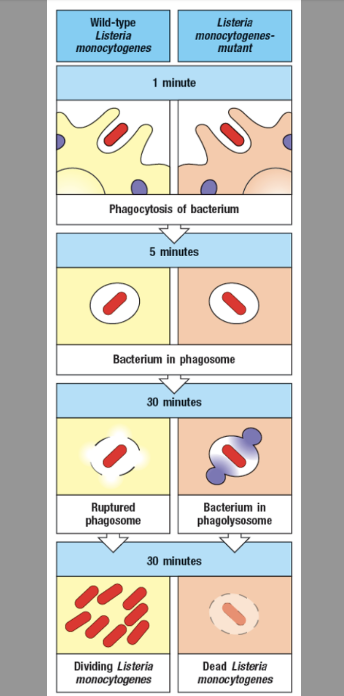 Solved To assess the function of the defective gene in the | Chegg.com