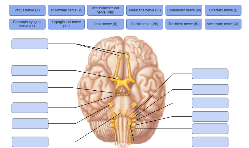 Solved Complete the labeling activity by identifying the 12 | Chegg.com