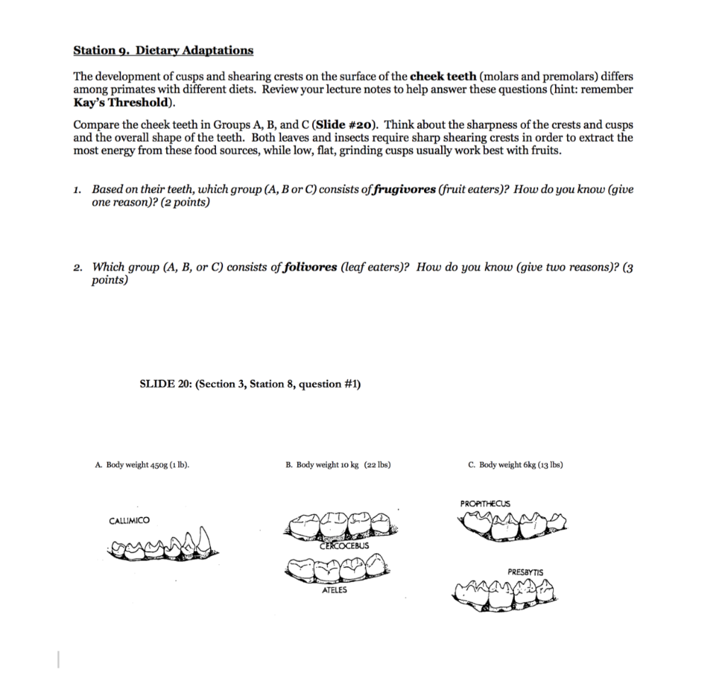 Solved Station 9. Dietary Adaptations The development of | Chegg.com