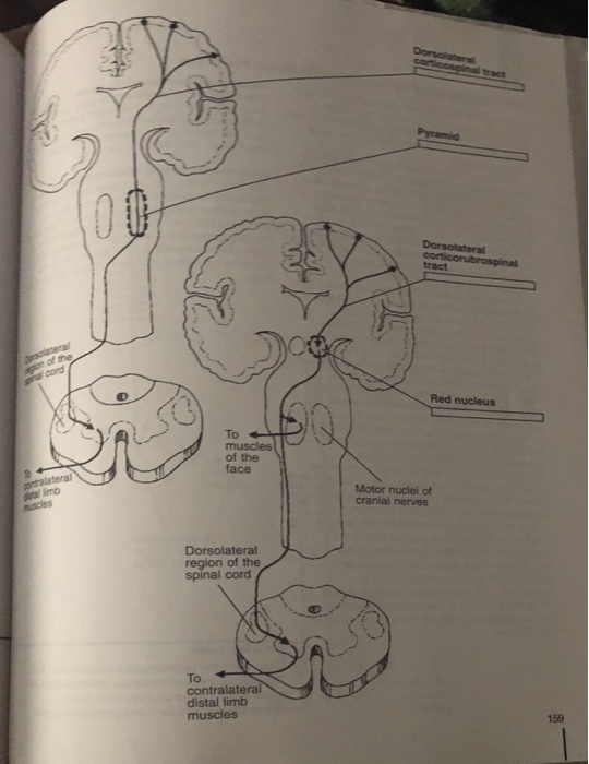 Solved tract of the Red nucleus To of the face Motor nuclei | Chegg.com