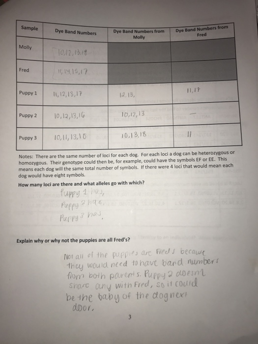 Solved Sample Dye Band Numbers Dye Band Numbers from Molly | Chegg.com