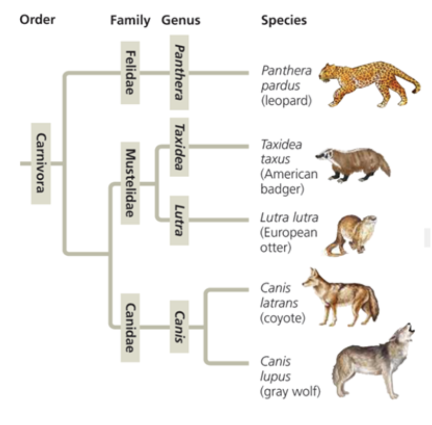 Solved 1. Draw a phylogenetic tree, and label the parts. | Chegg.com