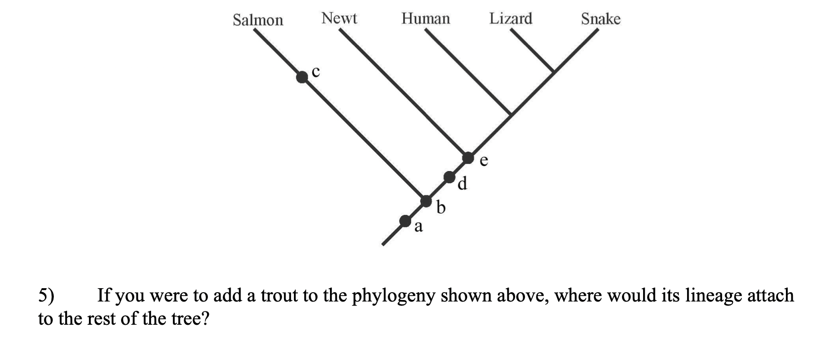Solved 5) ﻿If you were to add a trout to the phylogeny shown | Chegg.com