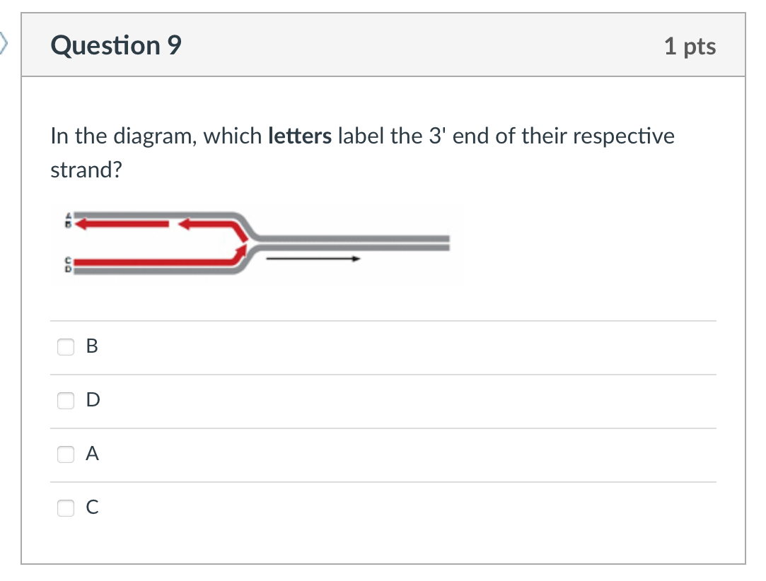 Solved In the diagram, which letters label the 3′ end of | Chegg.com