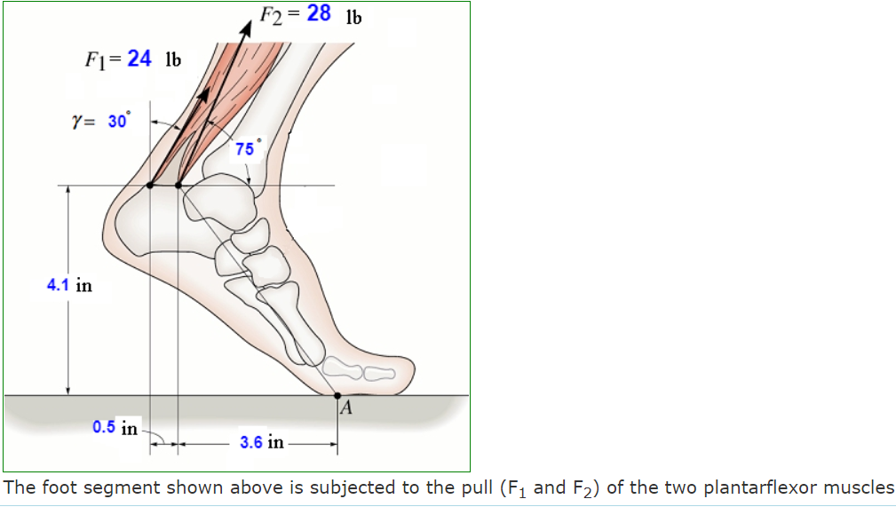 Solved F2 = 28 16 F1= 24 1b 7= 30$ 75 4.1 in A 0.5 in 3.6 in | Chegg.com