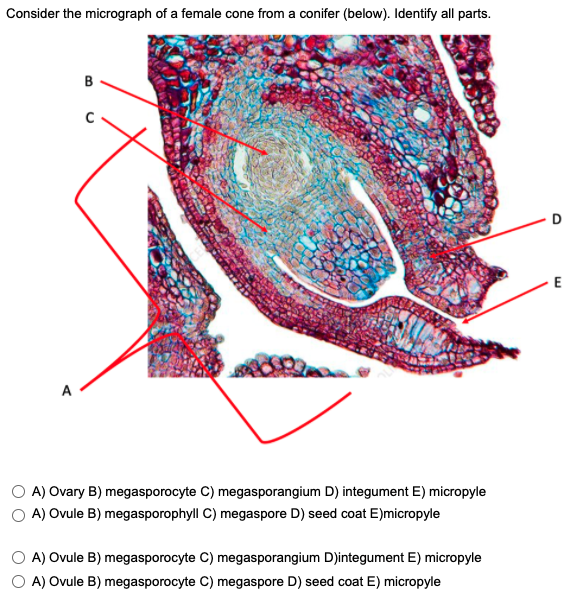 Consider the micrograph of a female cone from a | Chegg.com