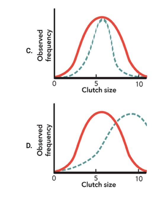 Solved A duck species lays an average of 5 eggs per clutch, | Chegg.com