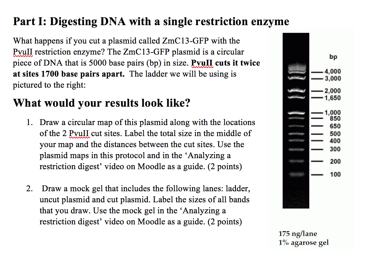 Part II: Digesting DNA with two restriction enzymes | Chegg.com