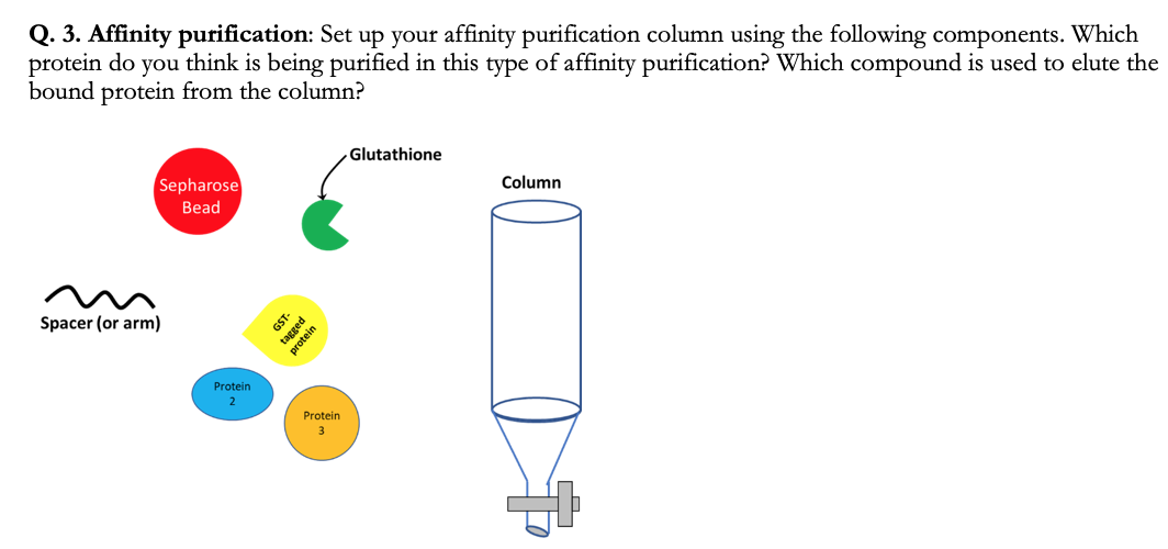 Solved Q. 3. Affinity purification: Set up your affinity | Chegg.com