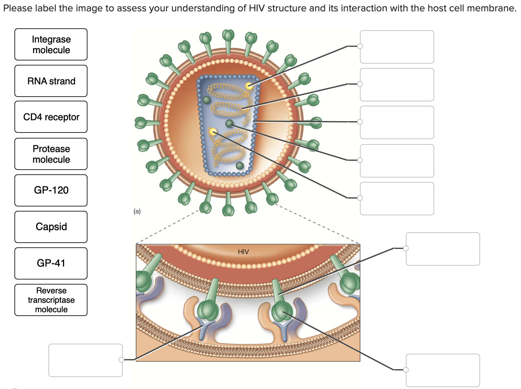 Solved Please label the image to assess your understanding | Chegg.com