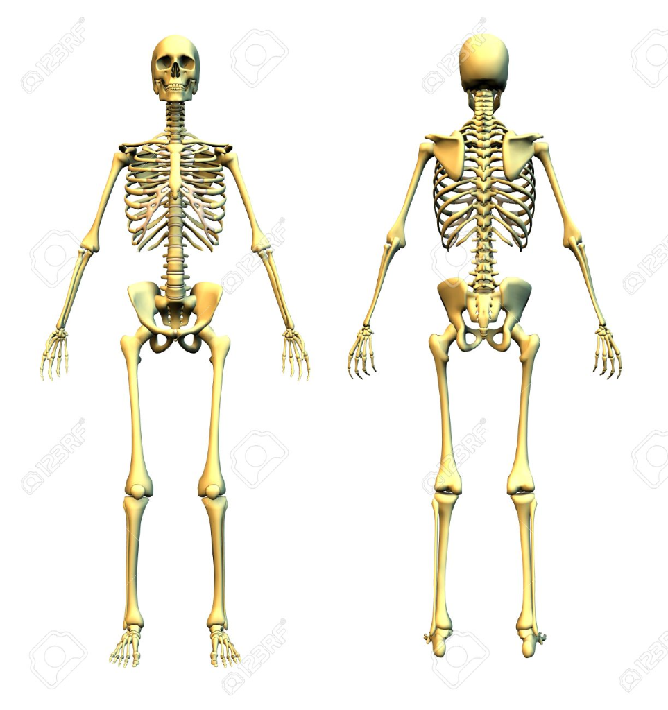 Solved Identify 15 features of a hominin that is bipedal | Chegg.com