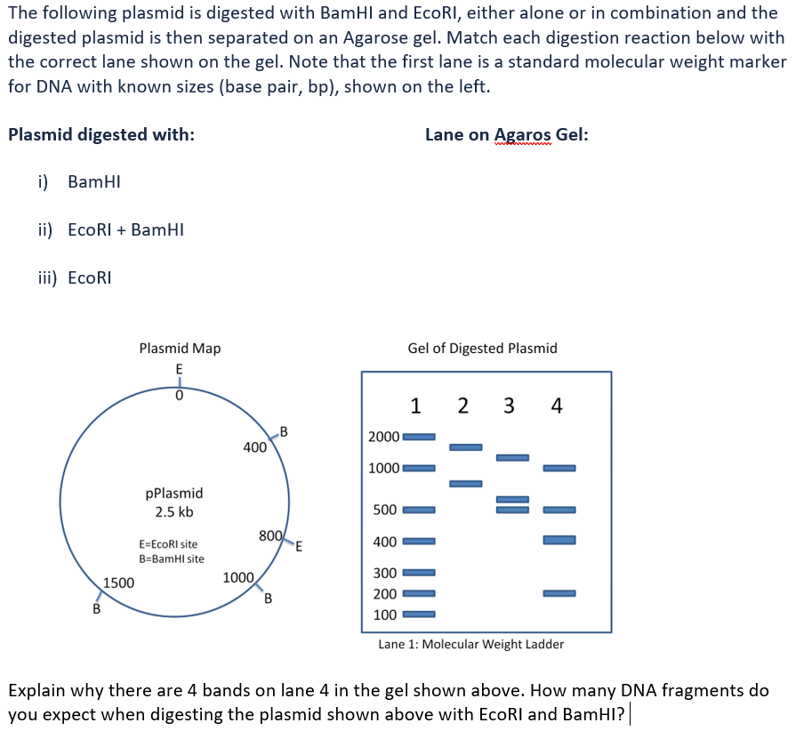 Solved The following plasmid is digested with BamHI and | Chegg.com
