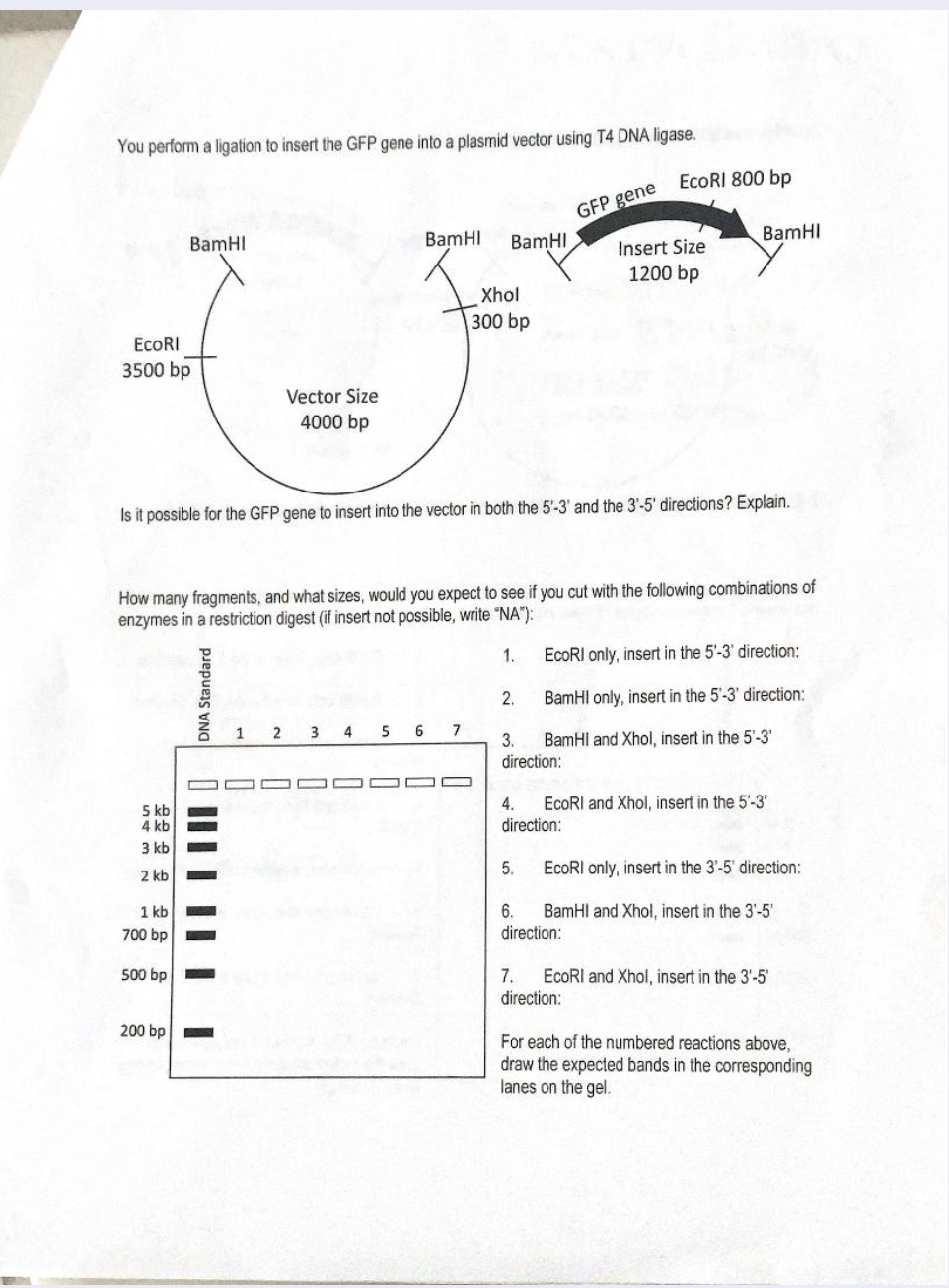 Solved You perform a ligation to insert the GFP gene into a | Chegg.com