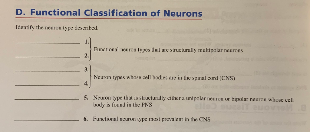 Solved D. Functional Classification of Neurons Identify the | Chegg.com