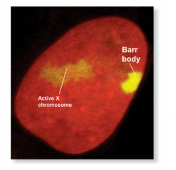 Solved In females a Barr Body is the X-chromosome that is | Chegg.com