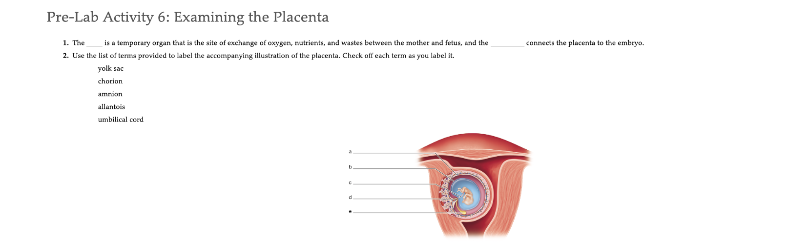 Solved Pre-Lab Activity 6: Examining the Placenta 1. The is | Chegg.com Solved Pre-Lab Activity 6: Examining the Placenta 1. The is | Chegg.com