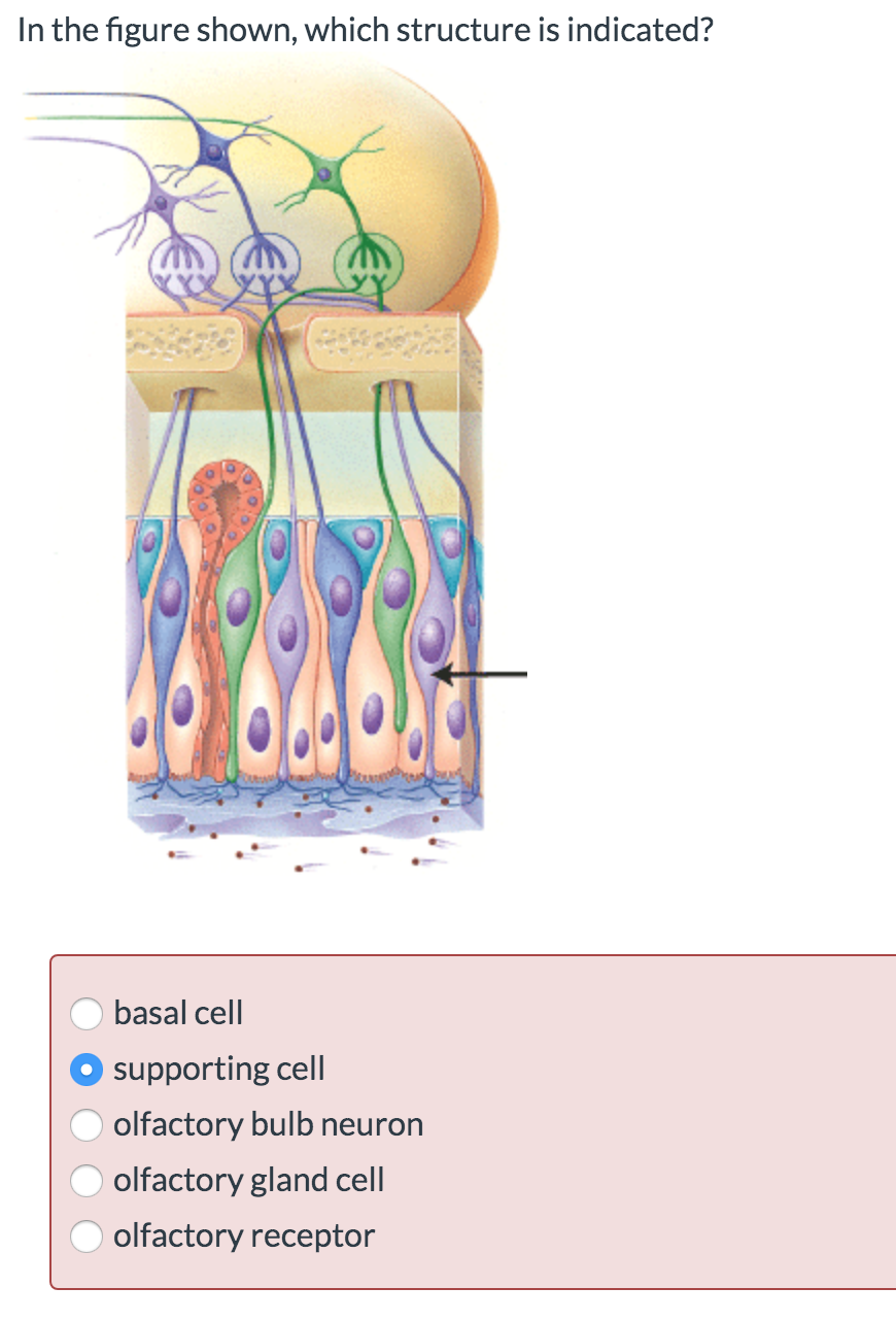 Solved Which of the following would the autonomic nervous | Chegg.com