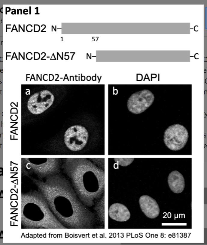 Solved FANCD2 is a protein that plays an important role in | Chegg.com