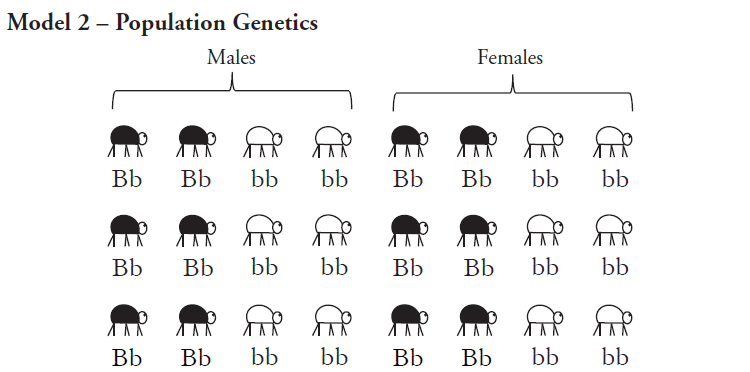 Solved Model 2 - Population Genetics Males Females Bb Bb Ъb | Chegg.com