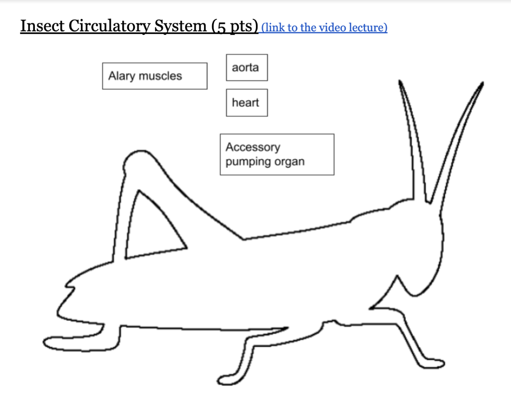 Solved Insect Circulatory System (5 pts) (link to the video | Chegg.com