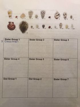 Solved Conus magus Distribution: Western Pacific. Sold as | Chegg.com