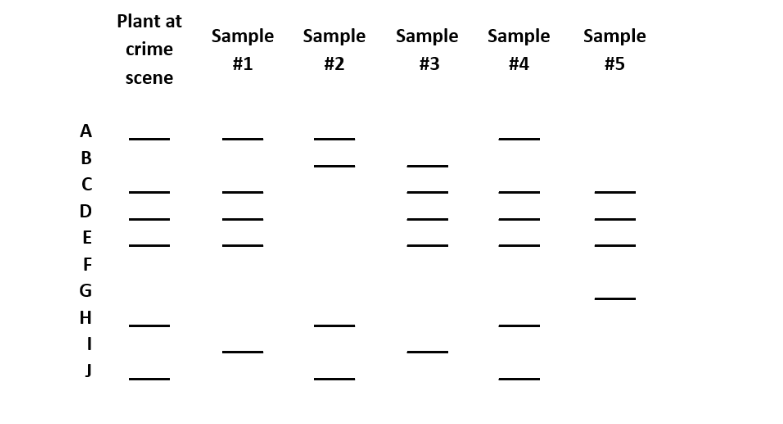 Solved Plant serves as a witness to murder Forensic botany | Chegg.com