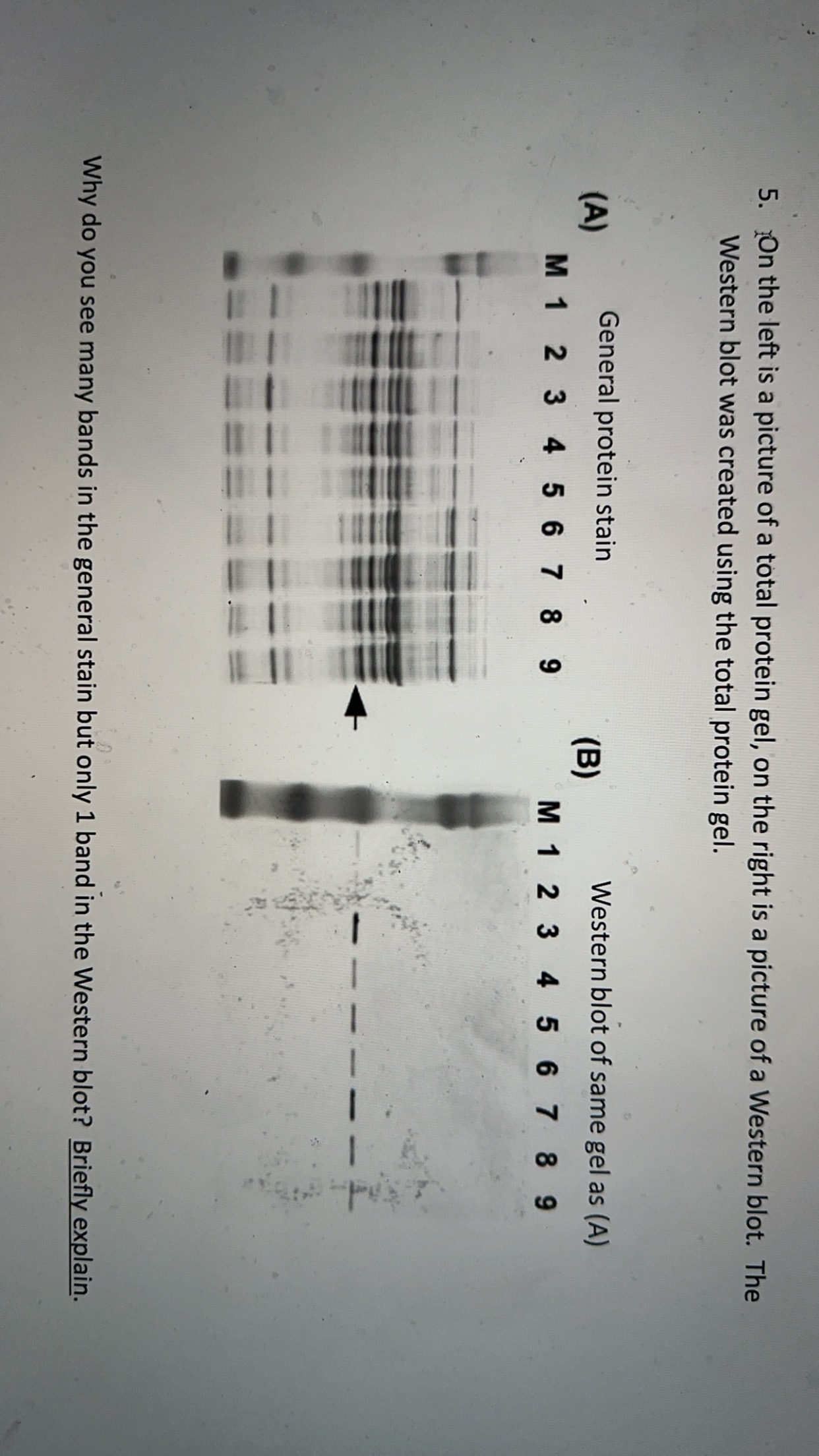 Solved 5. On the left is a picture of a total protein gel, | Chegg.com