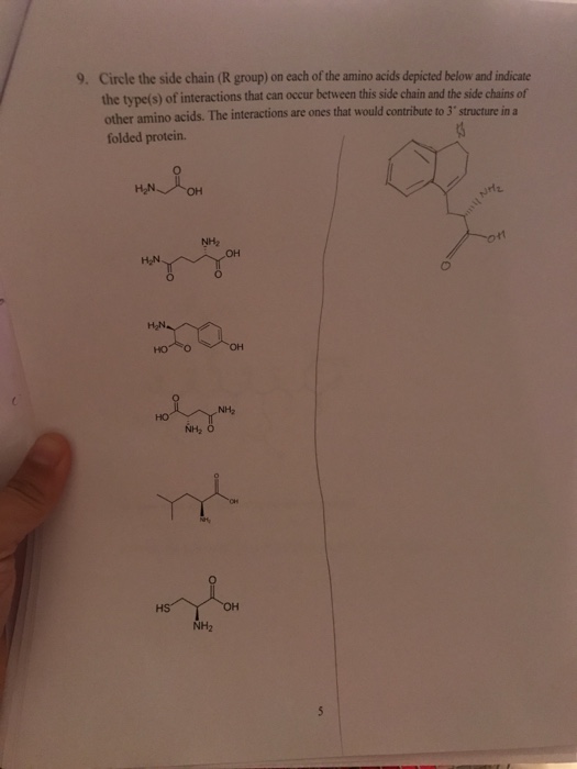 Solved Circle the side chain (R group) on each of the amino | Chegg.com