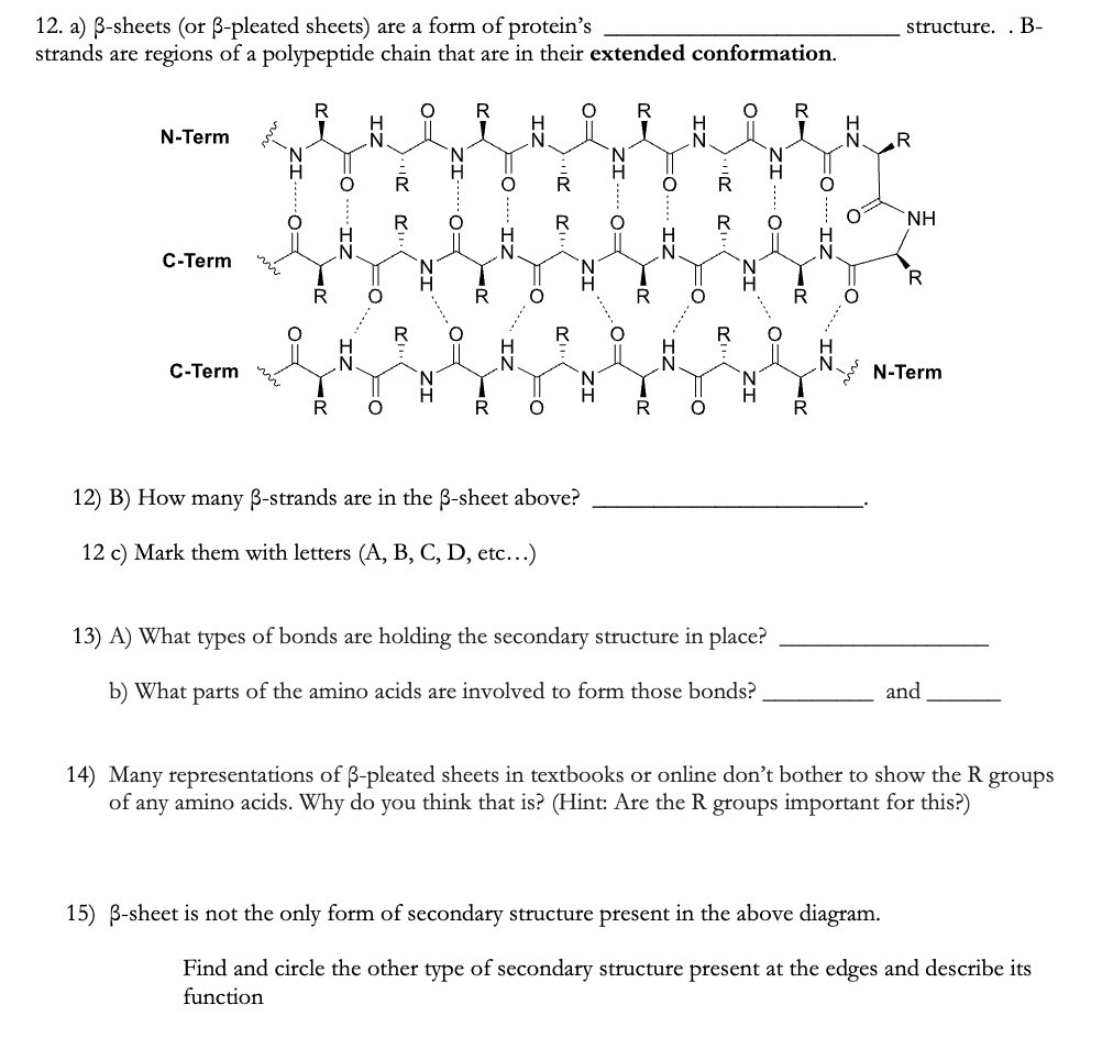 Solved 12. a) β-sheets (or β-pleated sheets) are a form of | Chegg.com
