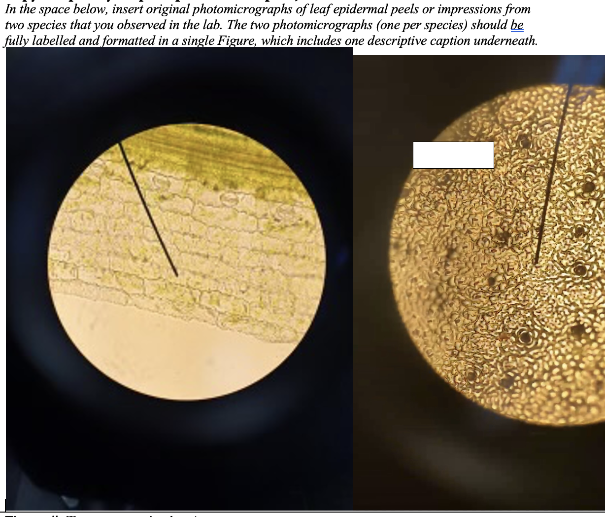 Solved In the space below, insert original photomicrographs | Chegg.com