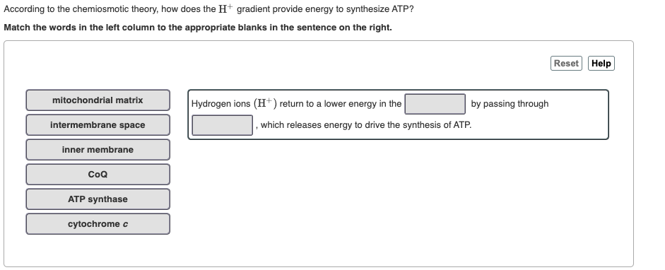 Solved According to the chemiosmotic theory, how does the H+ | Chegg.com