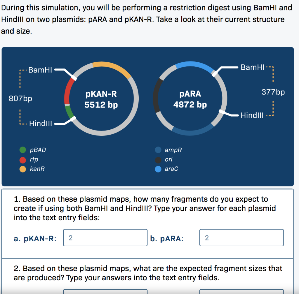 Solved The pKAN-R and PARA plasmids To clone the rfp gene, | Chegg.com