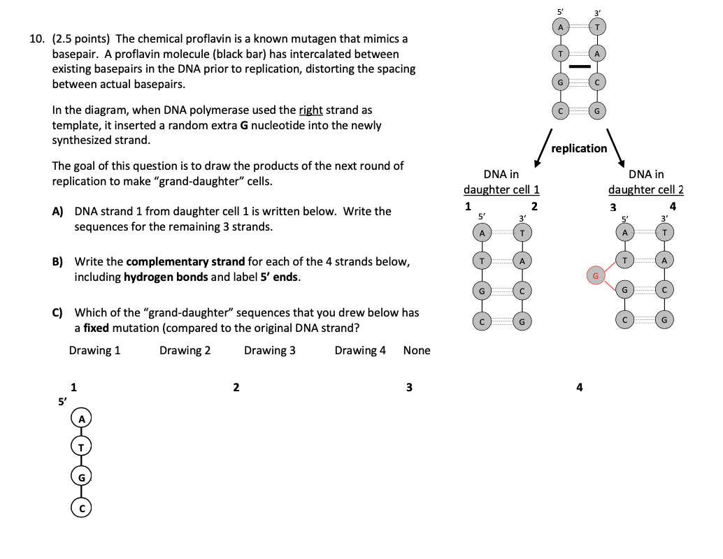 Solved ( 2.5 points) The chemical proflavin is a known | Chegg.com