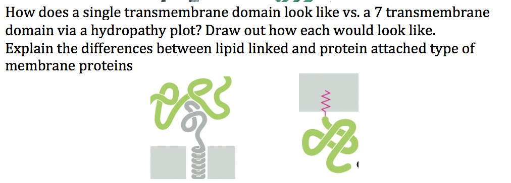 Solved How does a single transmembrane domain look like vs. | Chegg.com