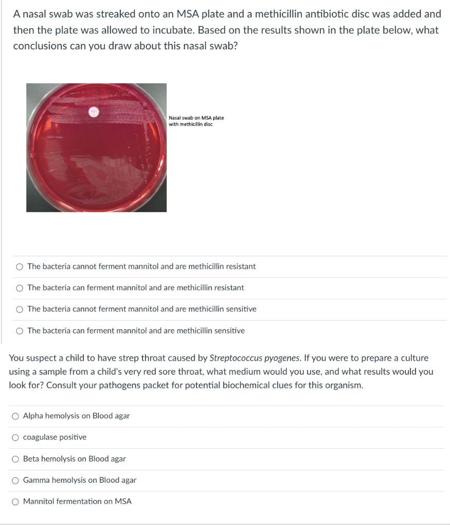 Solved A nasal swab was streaked onto an MSA plate and a | Chegg.com
