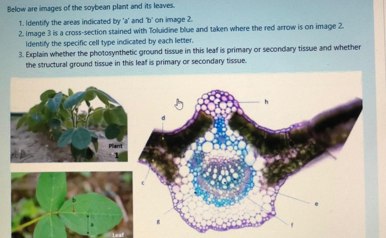 Solved Below are images of the soybean plant and its leaves. | Chegg.com