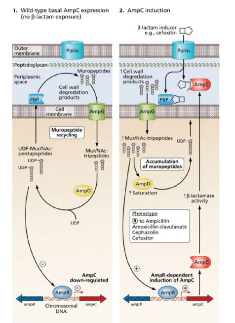 Solved Whole-genome sequencing (WGS) was performed on nine | Chegg.com