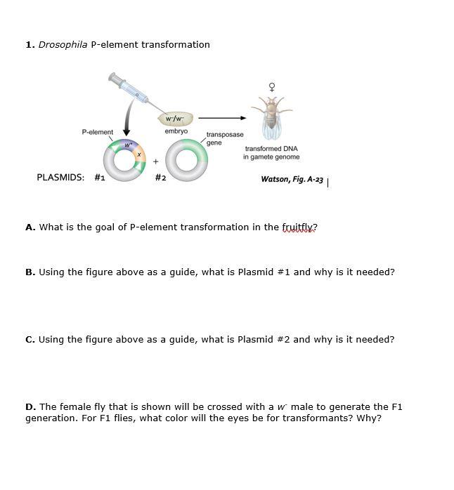 Solved 1. Drosophila P-element transformation w/w embryo | Chegg.com