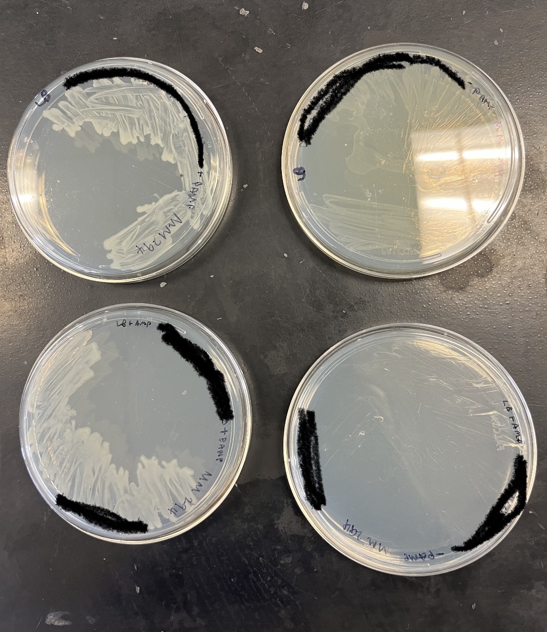 Solved “Bacterial culturing of a single colony (Agar Plate)” | Chegg.com