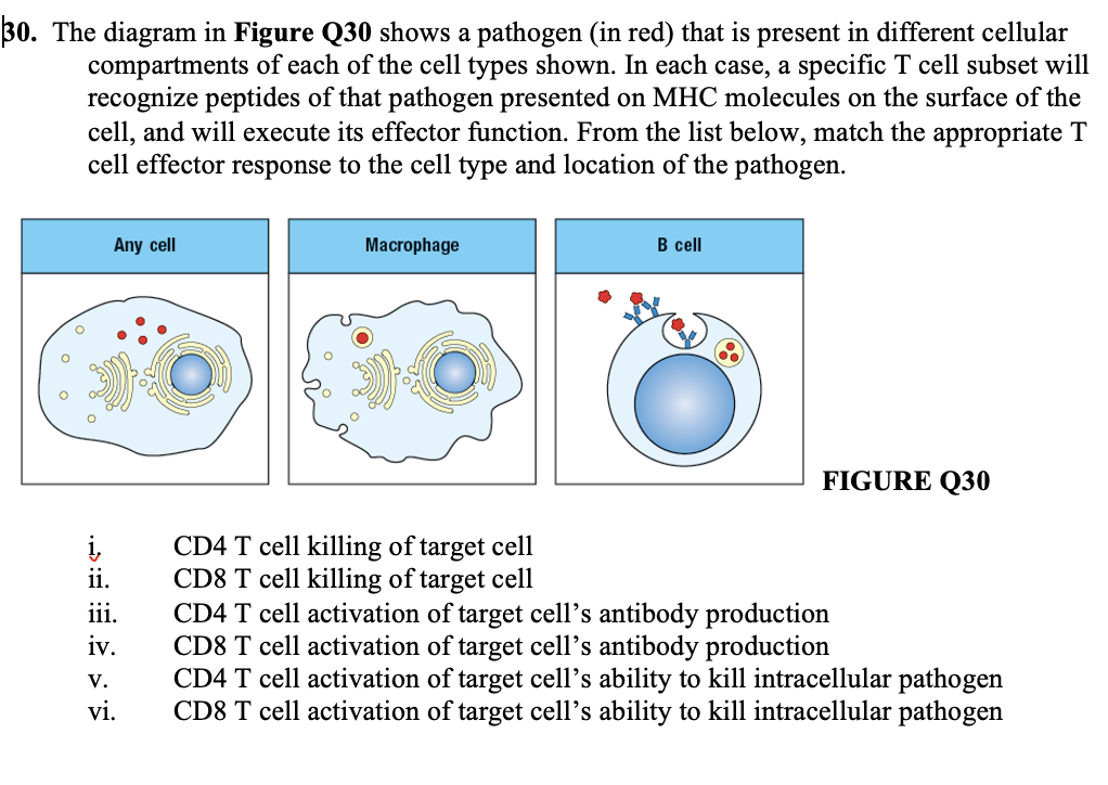 30. The diagram in Figure Q30 shows a pathogen (in | Chegg.com