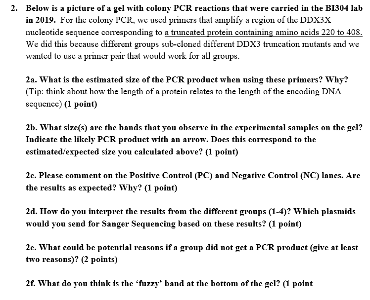 Solved 2. Below is a picture of a gel with colony PCR | Chegg.com