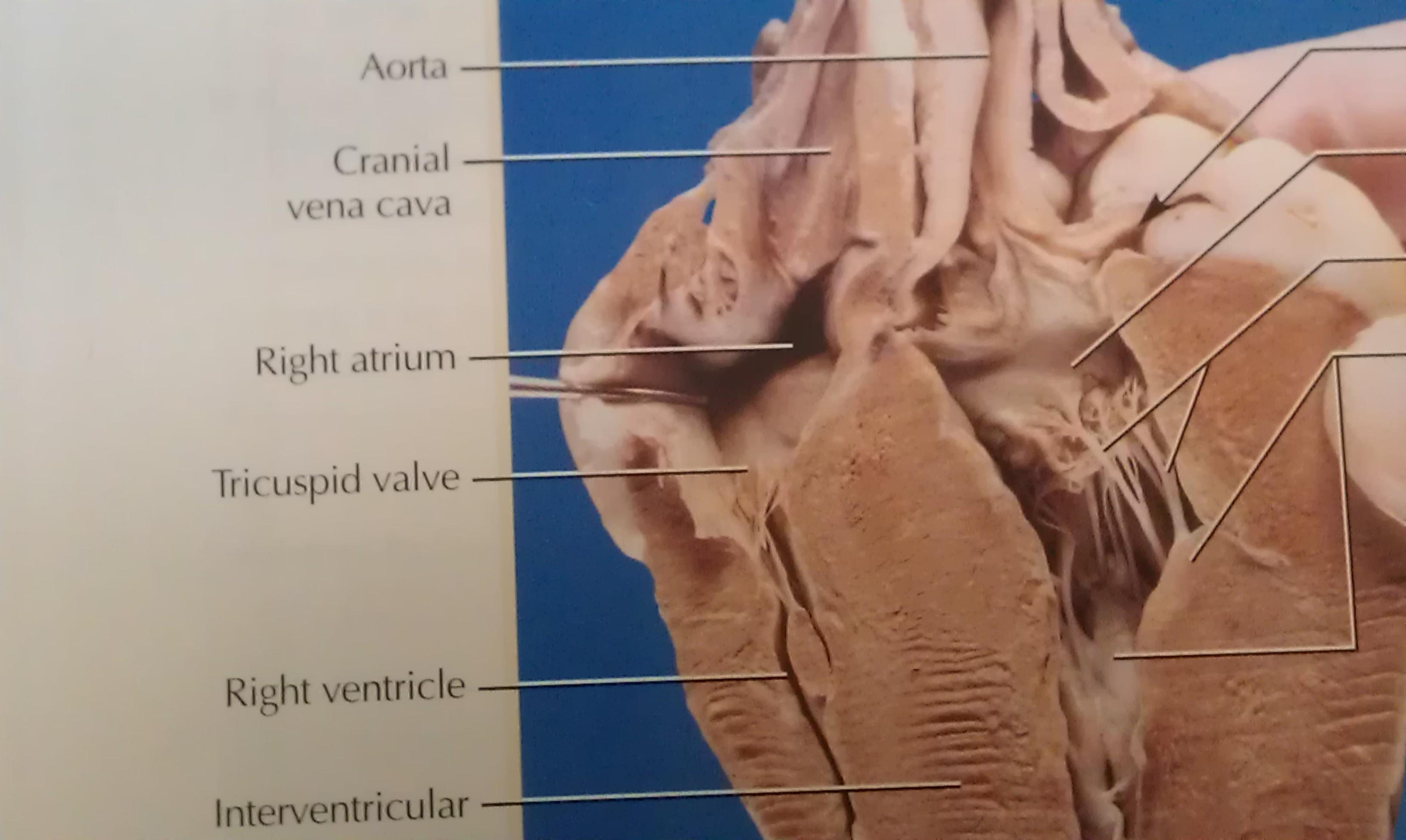 Fossa Ovalis Sheep Heart Disection