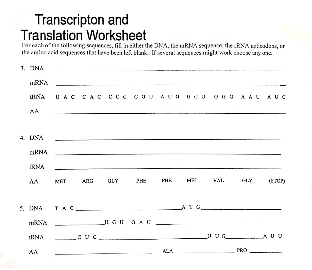 Solved Transcripton and Translation Worksheet For cach of | Chegg.com