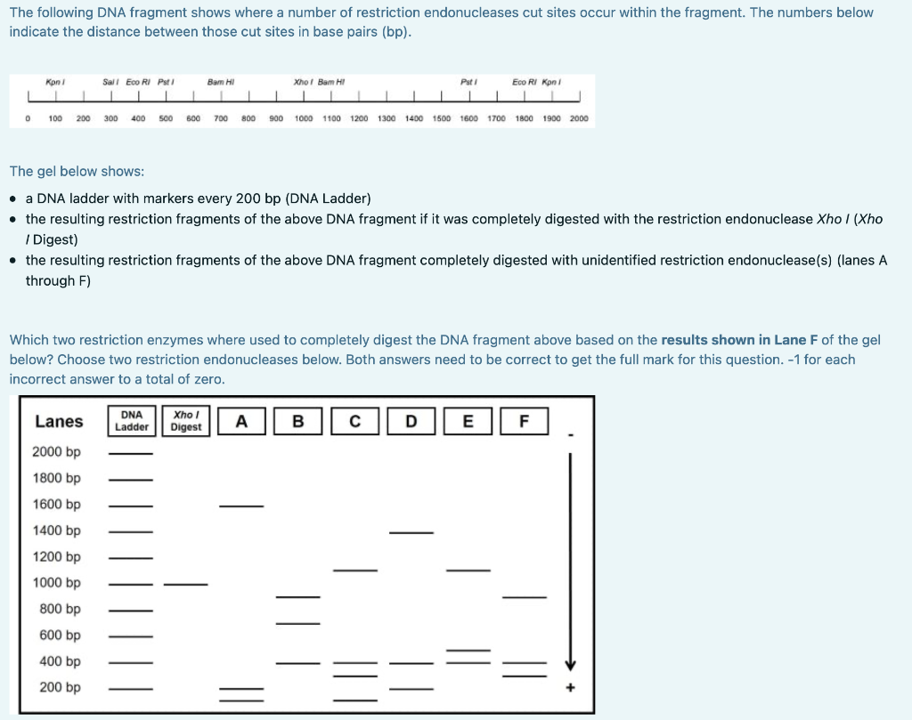 Solved The following DNA fragment shows where a number of | Chegg.com
