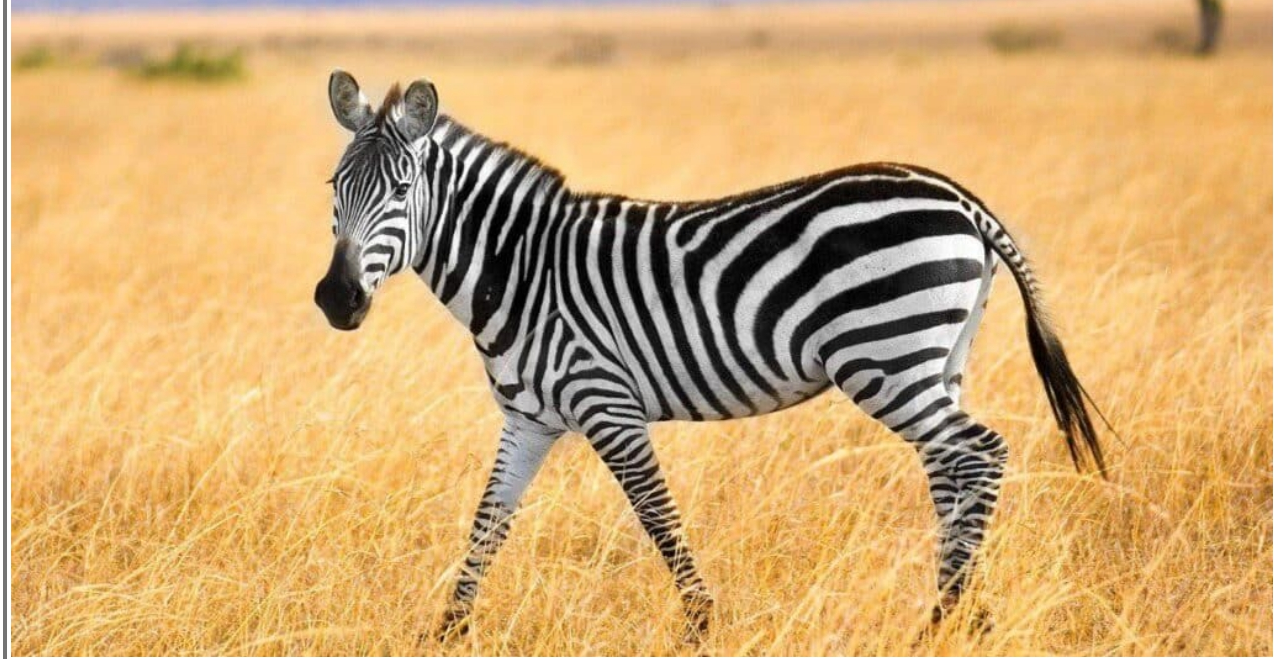 Solved Use Matlab or any other programming language of your | Chegg.com