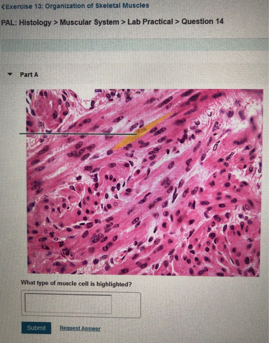 Solved KExercise 13: Organization of Skeletal Muscles PAL: | Chegg.com